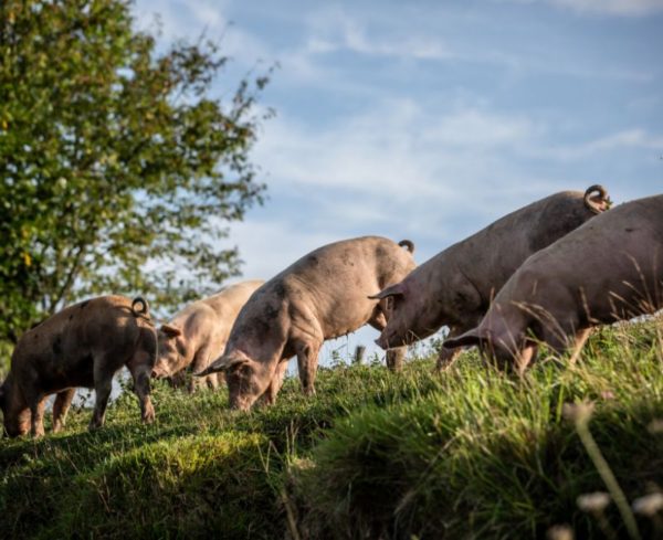 Butchery Pork – Origin Meat